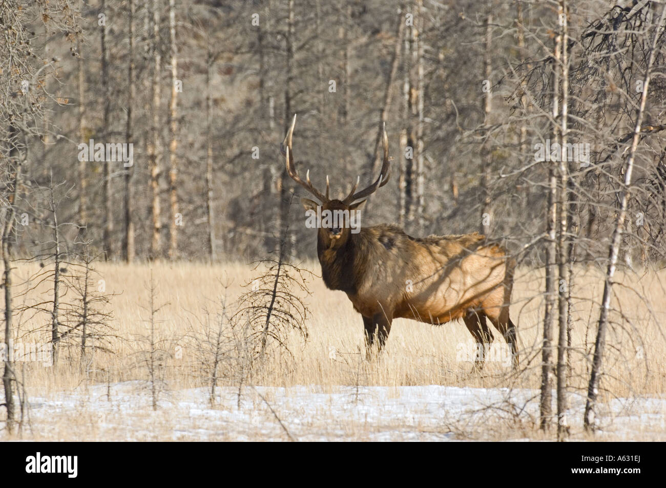 Bull Elk 145 Stock Photo - Alamy