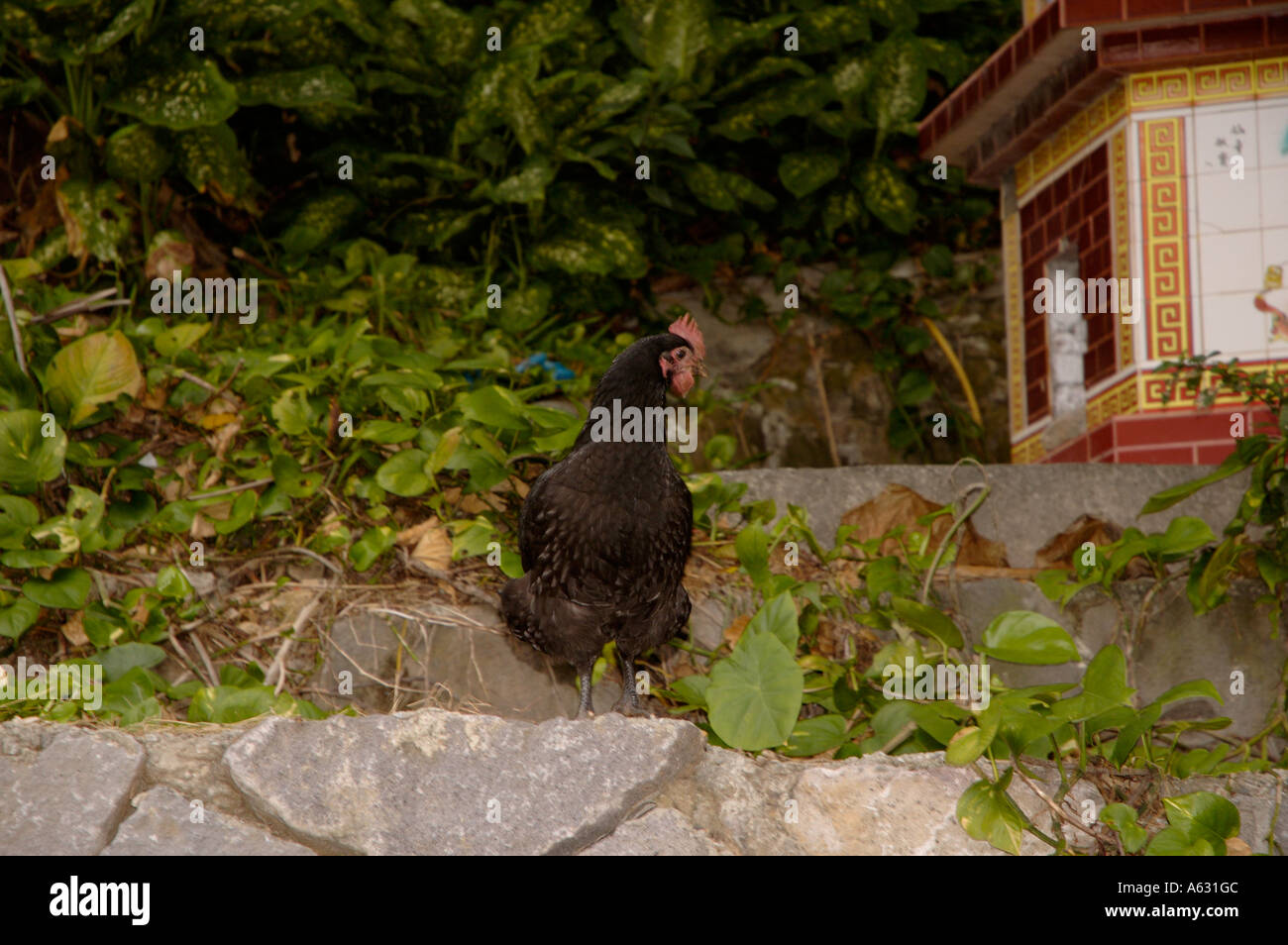 Free roaming black chicken Stock Photo - Alamy