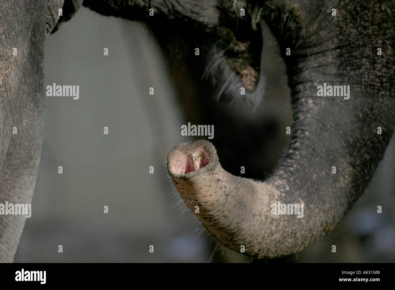 Elephant curving hi-res stock photography and images - Alamy