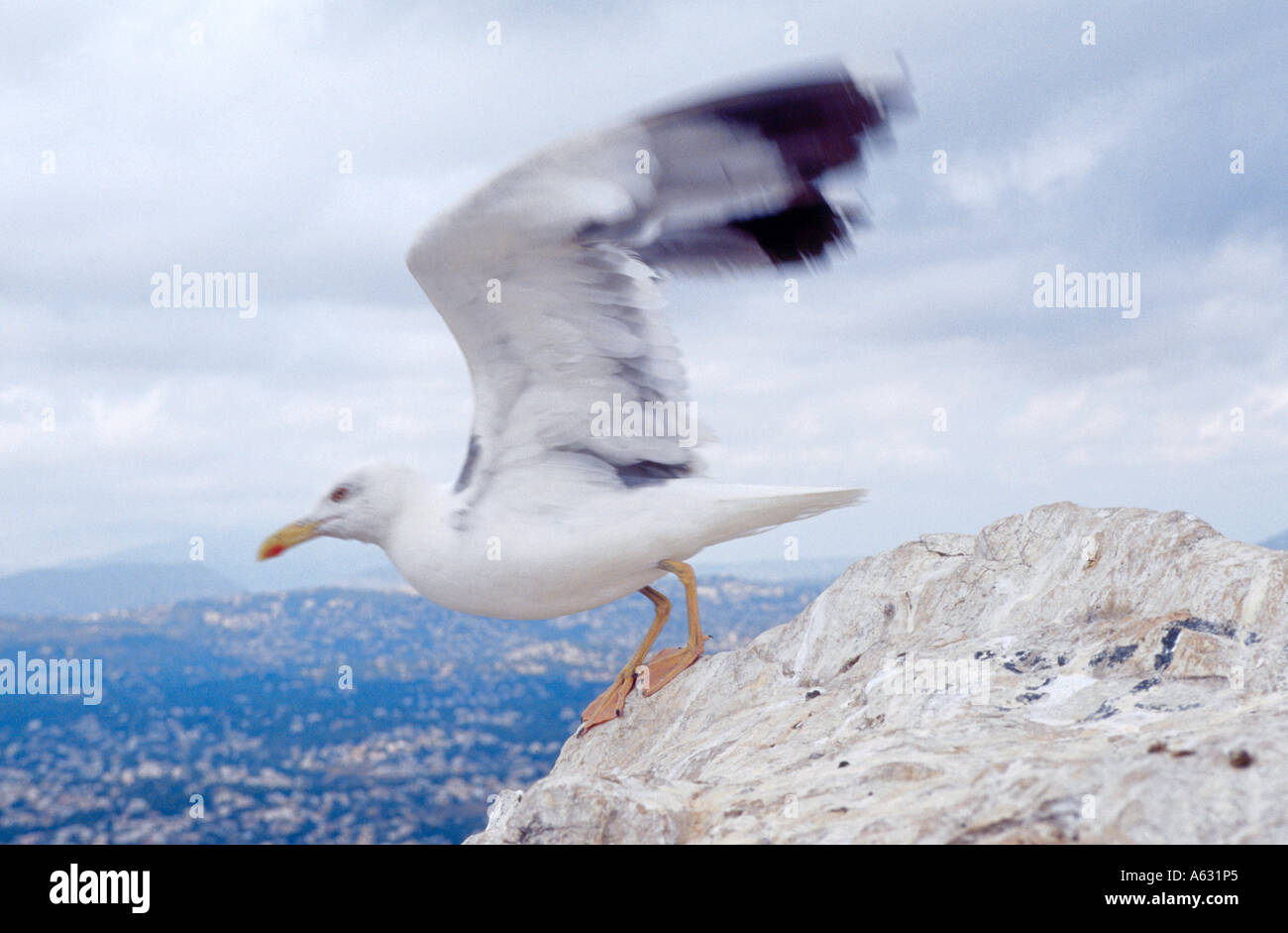 Seagull taking off from rock Stock Photo - Alamy