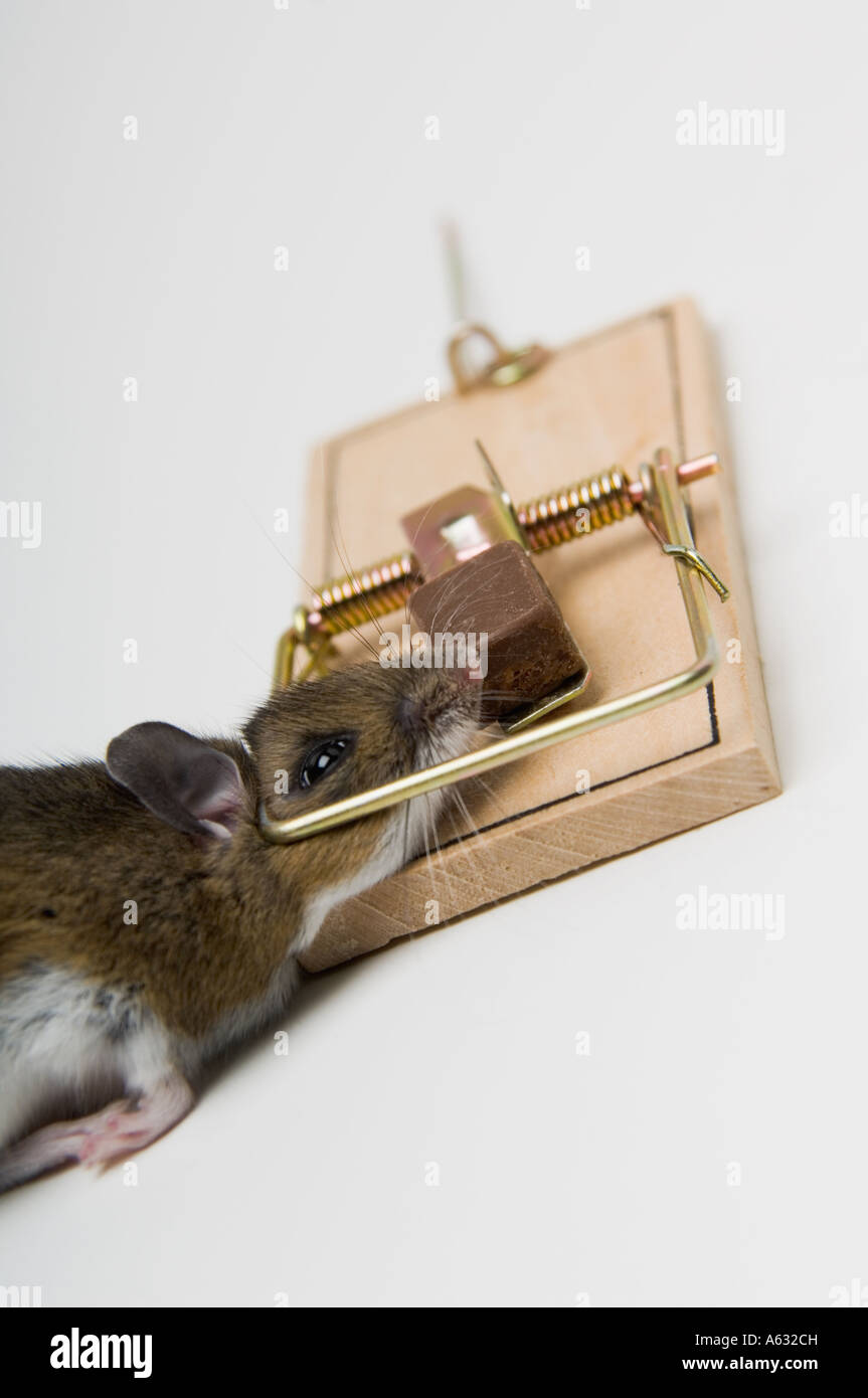 Mouse in mousetrap Stock Photo - Alamy