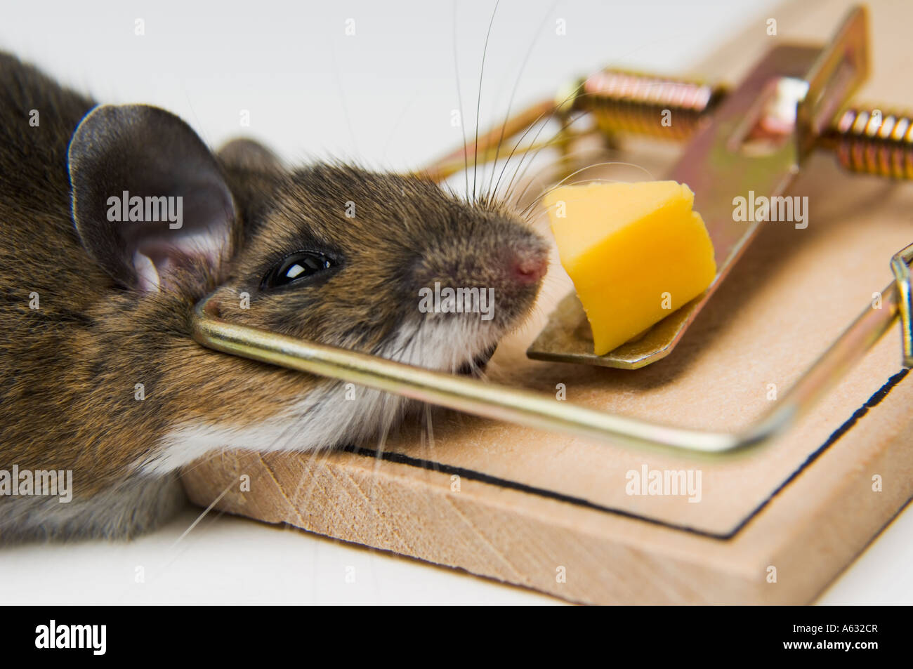 Mouse in mousetrap Stock Photo - Alamy