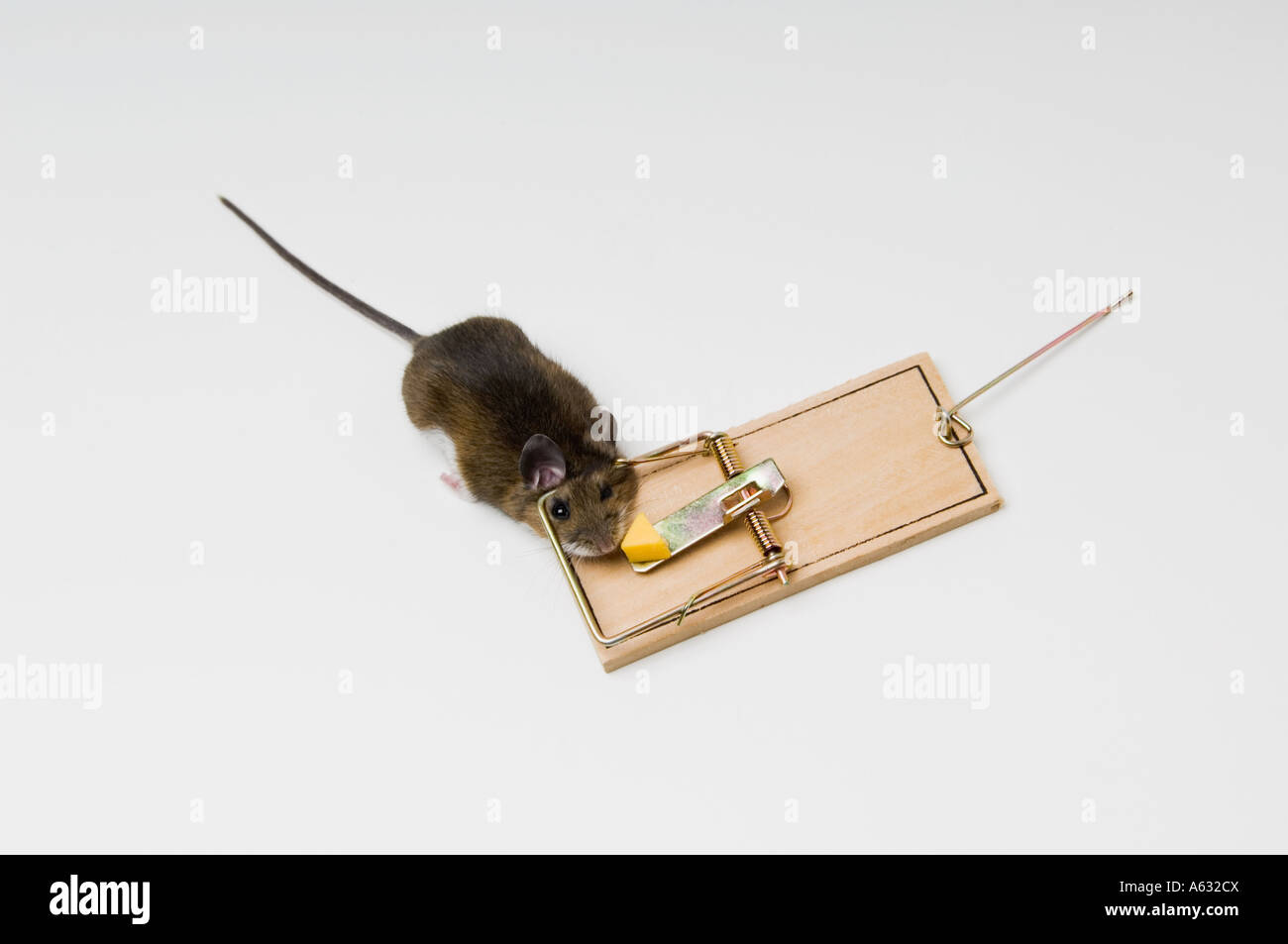Mouse in mousetrap Stock Photo - Alamy