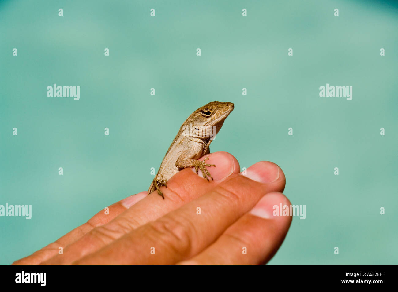 Person holding lizard Stock Photo - Alamy