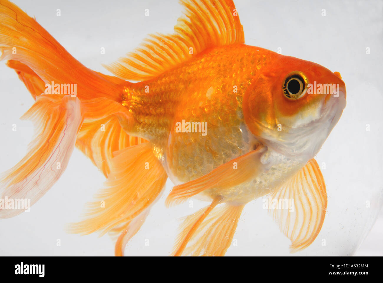 Goldfish hi-res stock photography and images - Alamy