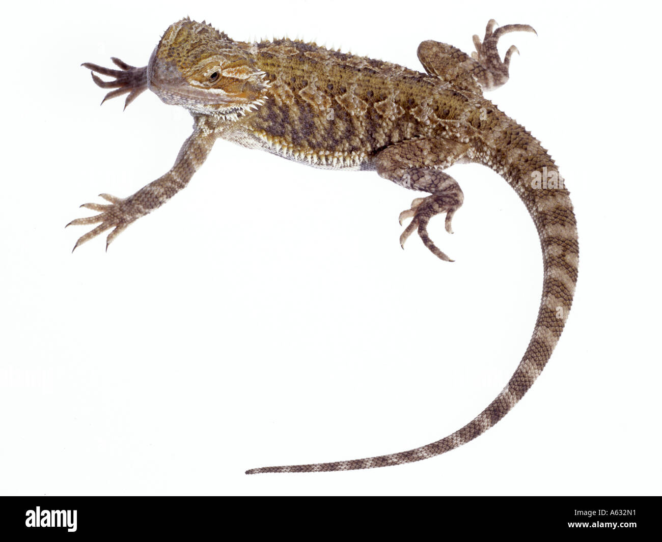 Close-up of Bearded Dragon (Pogona vitticeps) on white background ...