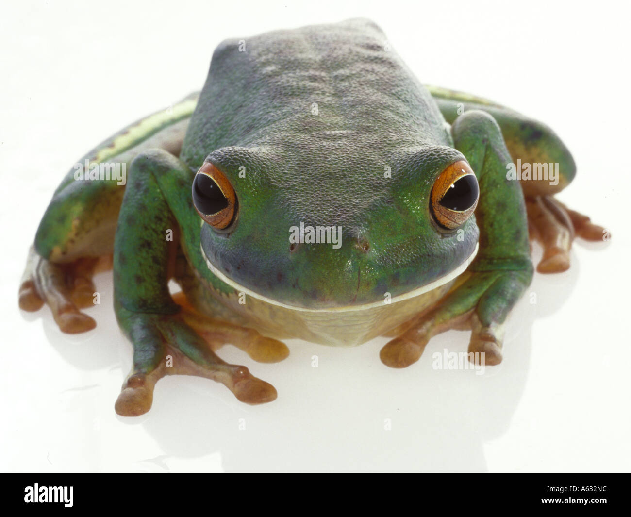 Close-up of tree frog on white background Stock Photo - Alamy
