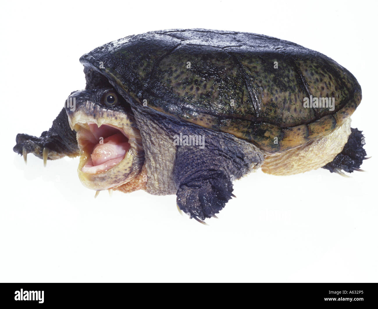 Narrow bridged musk turtle claudius angustatus Cut Out Stock Images ...