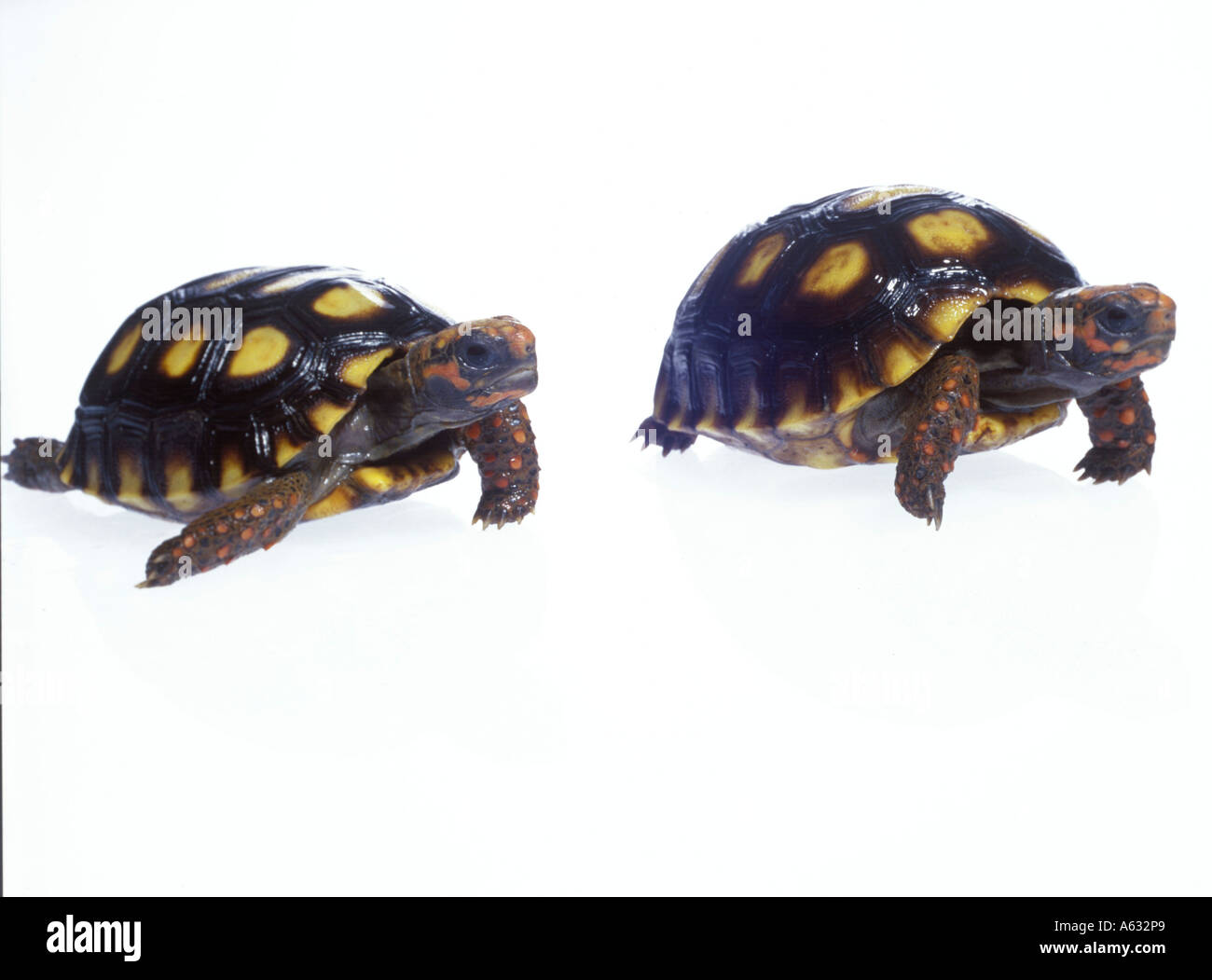 Two turtles hi-res stock photography and images - Alamy