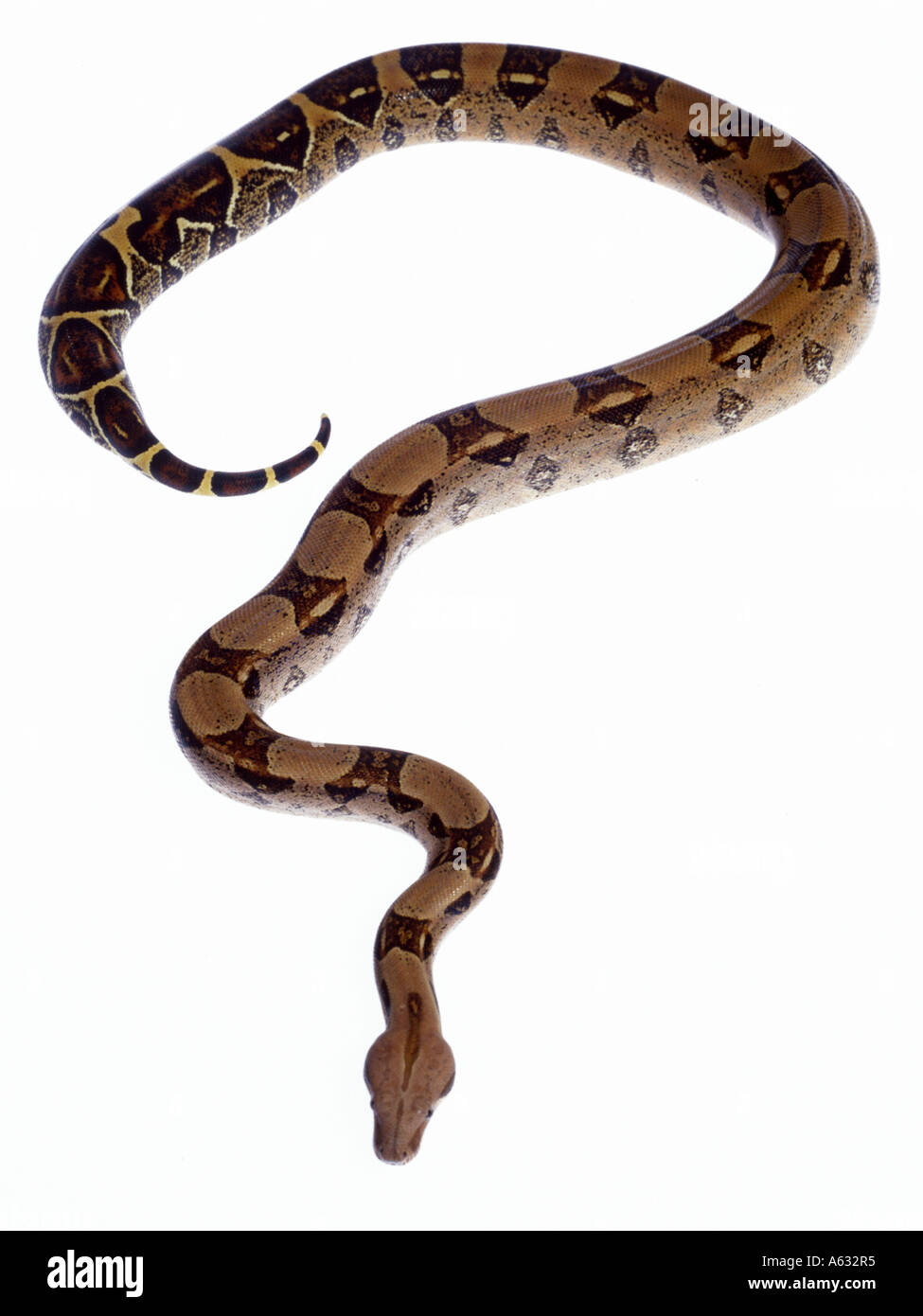 Close-up of Boa Constrictor on white background Stock Photo - Alamy