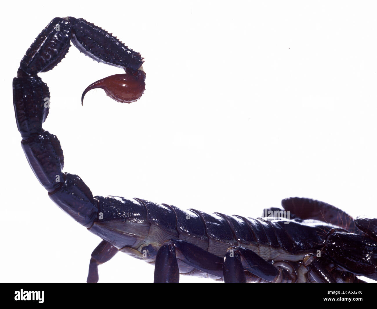 Pandinus imperator hi-res stock photography and images - Alamy