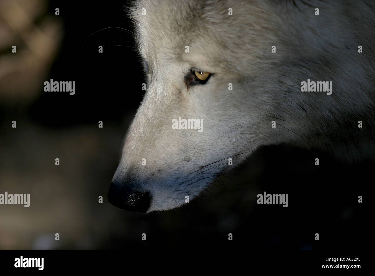 Timber wolf, canis lupus Stock Photo - Alamy