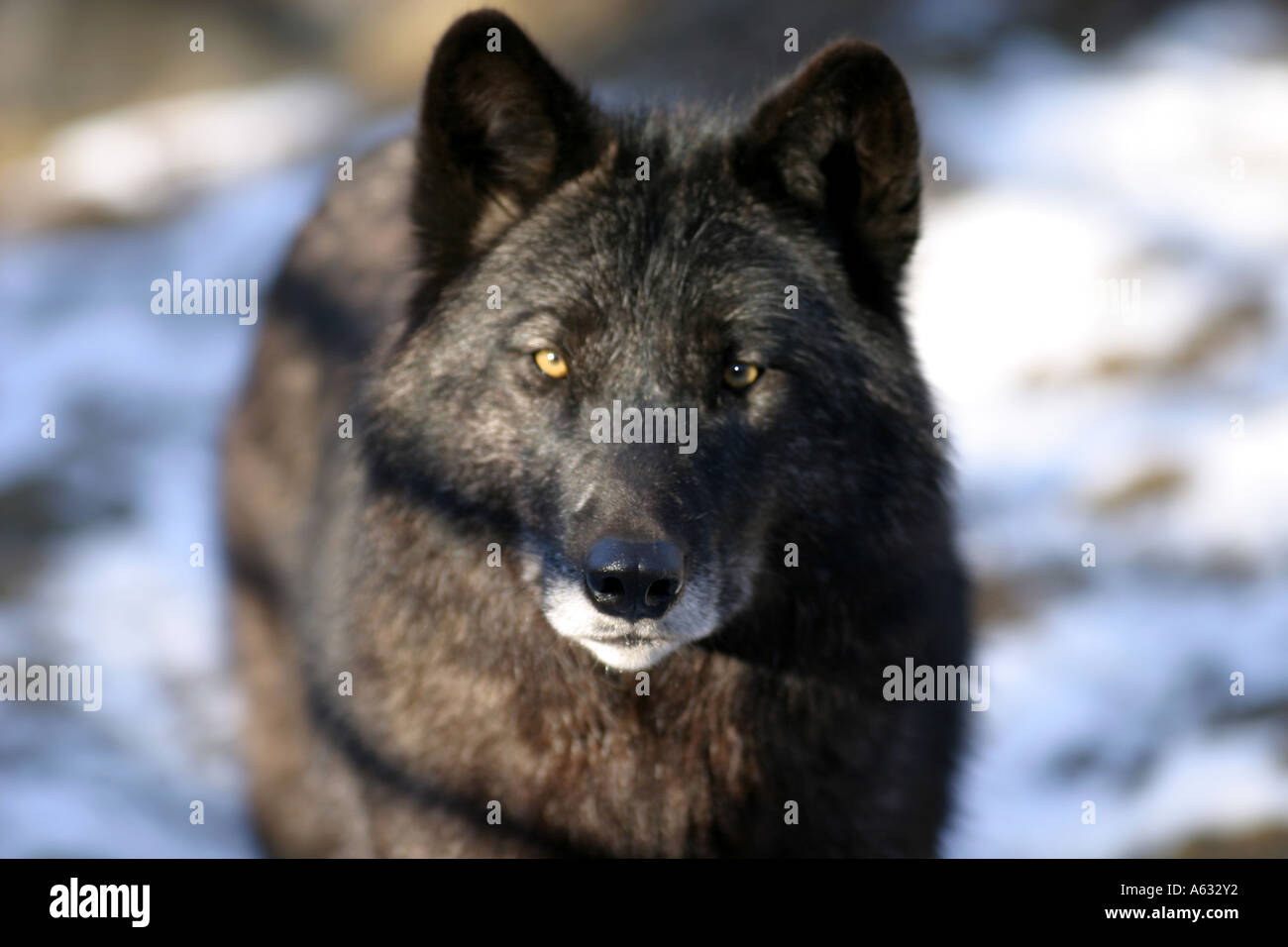 Timber wolf, canis lupus Stock Photo - Alamy