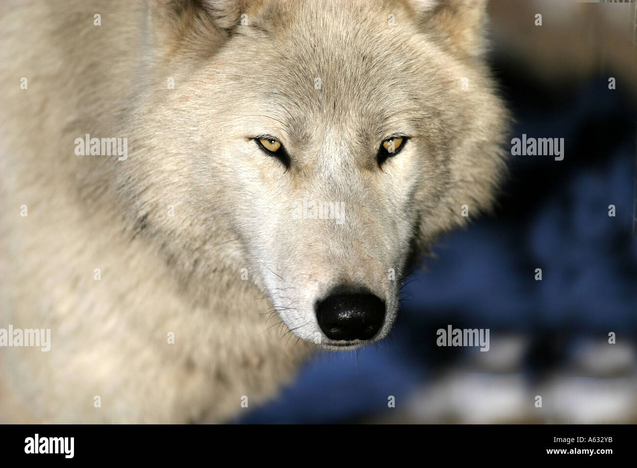 Timber wolf, canis lupus Stock Photo - Alamy