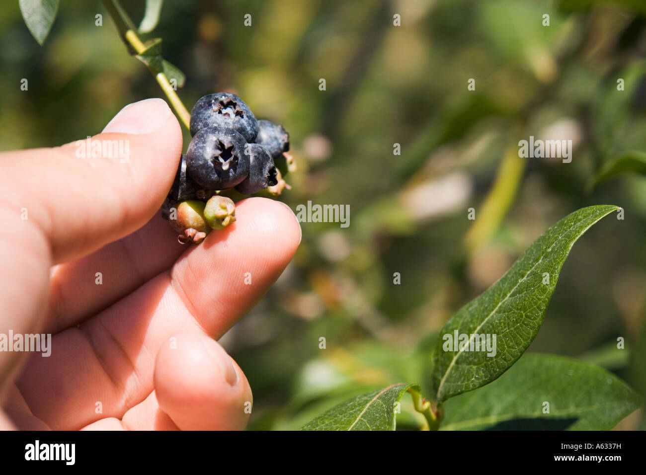 Person picking blueberries Stock Photo - Alamy