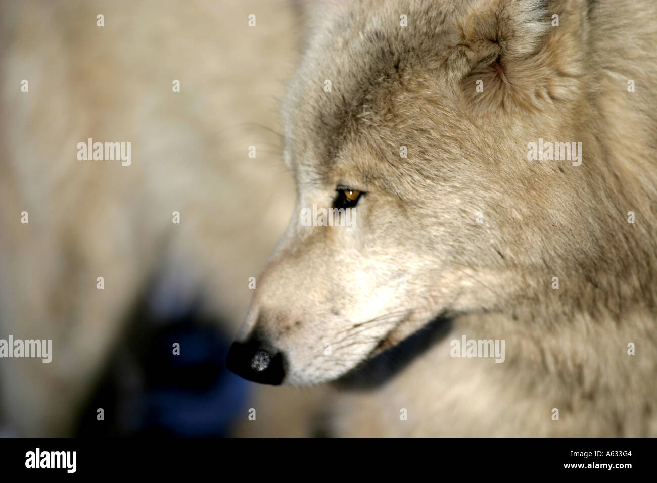 Timber wolf, canis lupus Stock Photo - Alamy