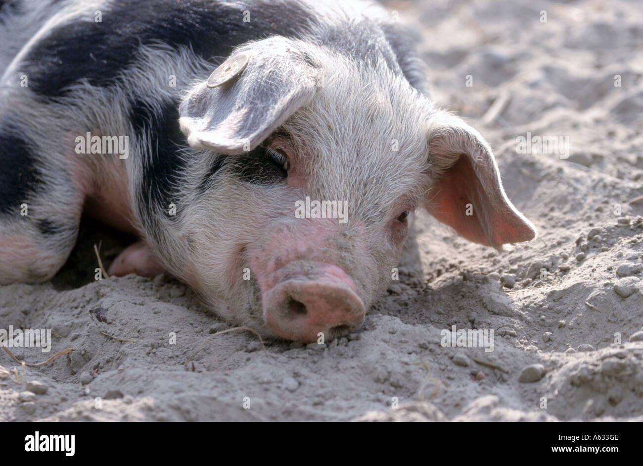 Close-up of pig lying on sand Stock Photo - Alamy