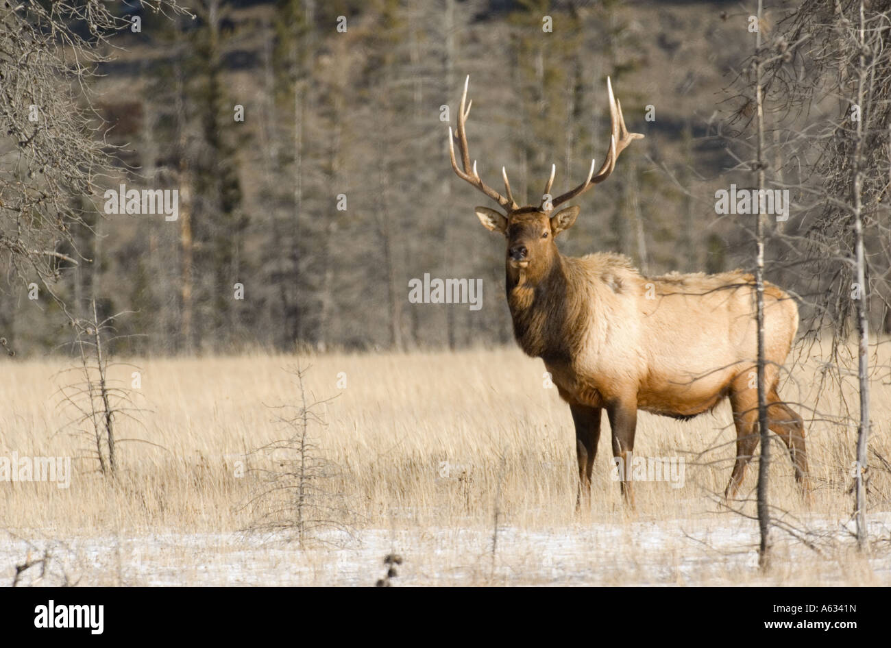 Bull Elk 150 Stock Photo - Alamy