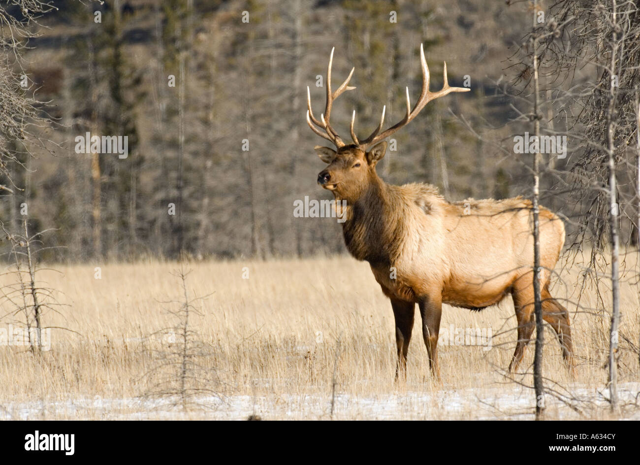 A lone Bull Elk Stock Photo - Alamy
