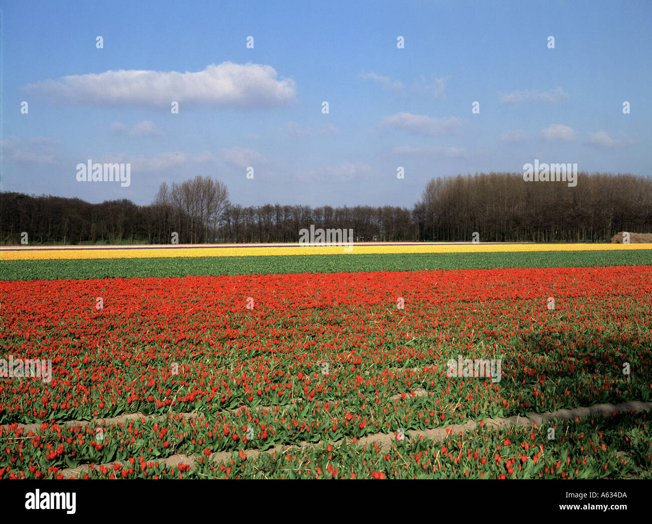 Red and yellow bulbs Stock Photo - Alamy