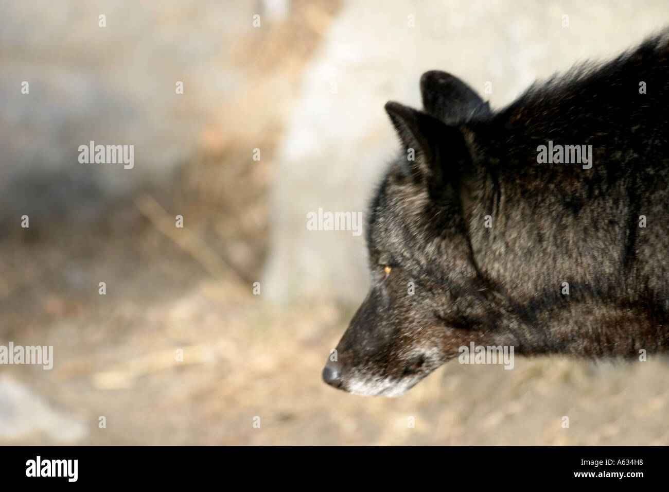Timber wolf, canis lupus Stock Photo - Alamy