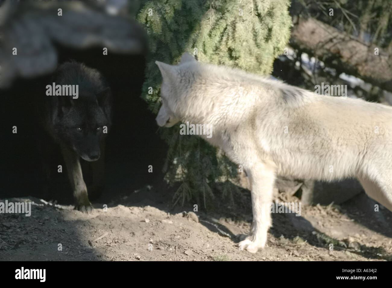 Timber wolf, canis lupus Stock Photo - Alamy