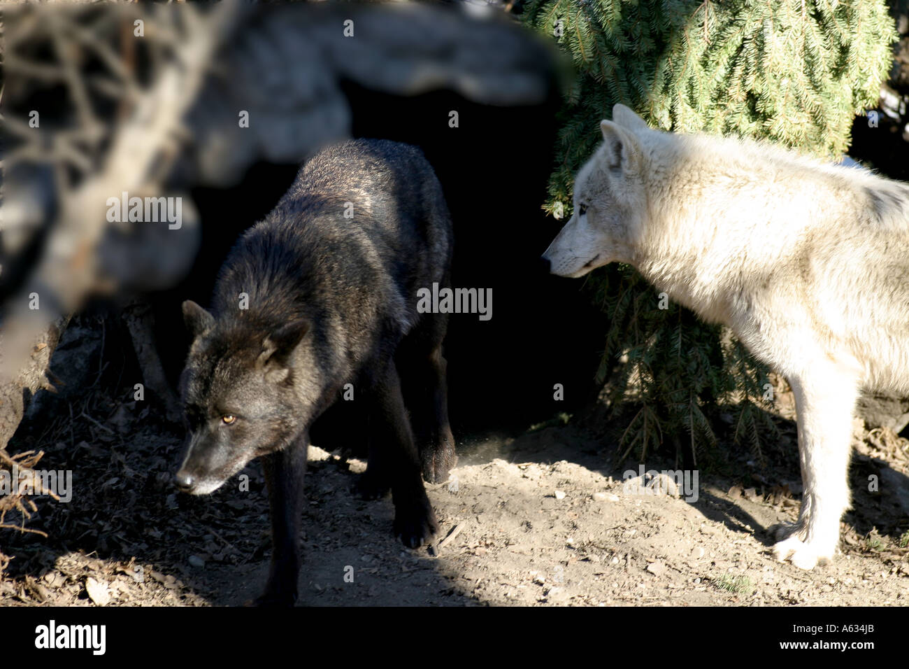 Timber wolf, canis lupus Stock Photo - Alamy