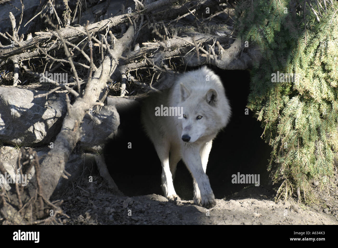 Timber wolf, canis lupus Stock Photo - Alamy