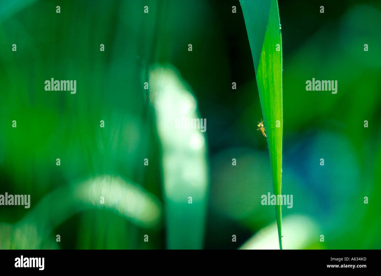 Leave blade hi-res stock photography and images - Alamy