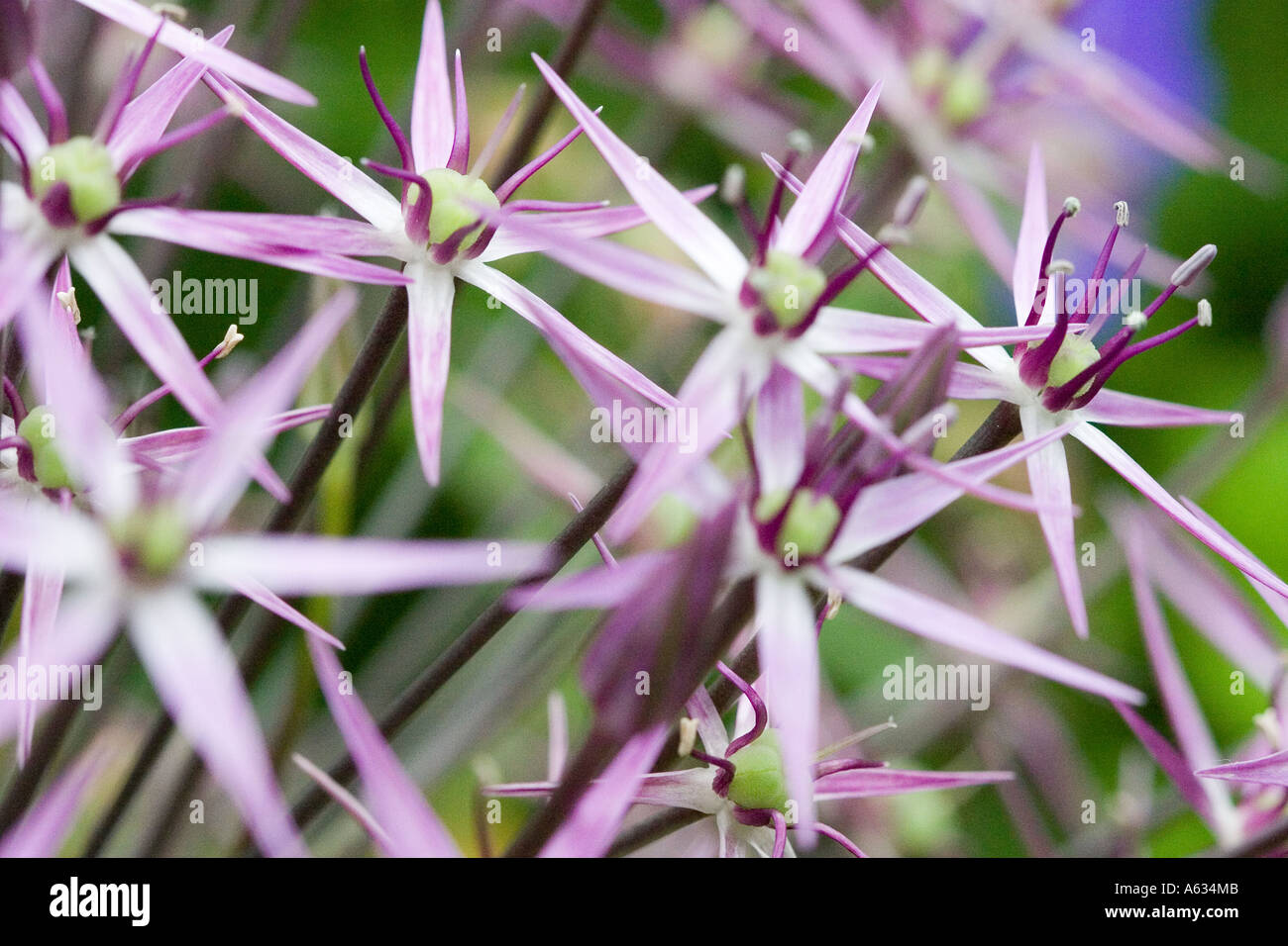 Allium gigantium hi-res stock photography and images - Alamy