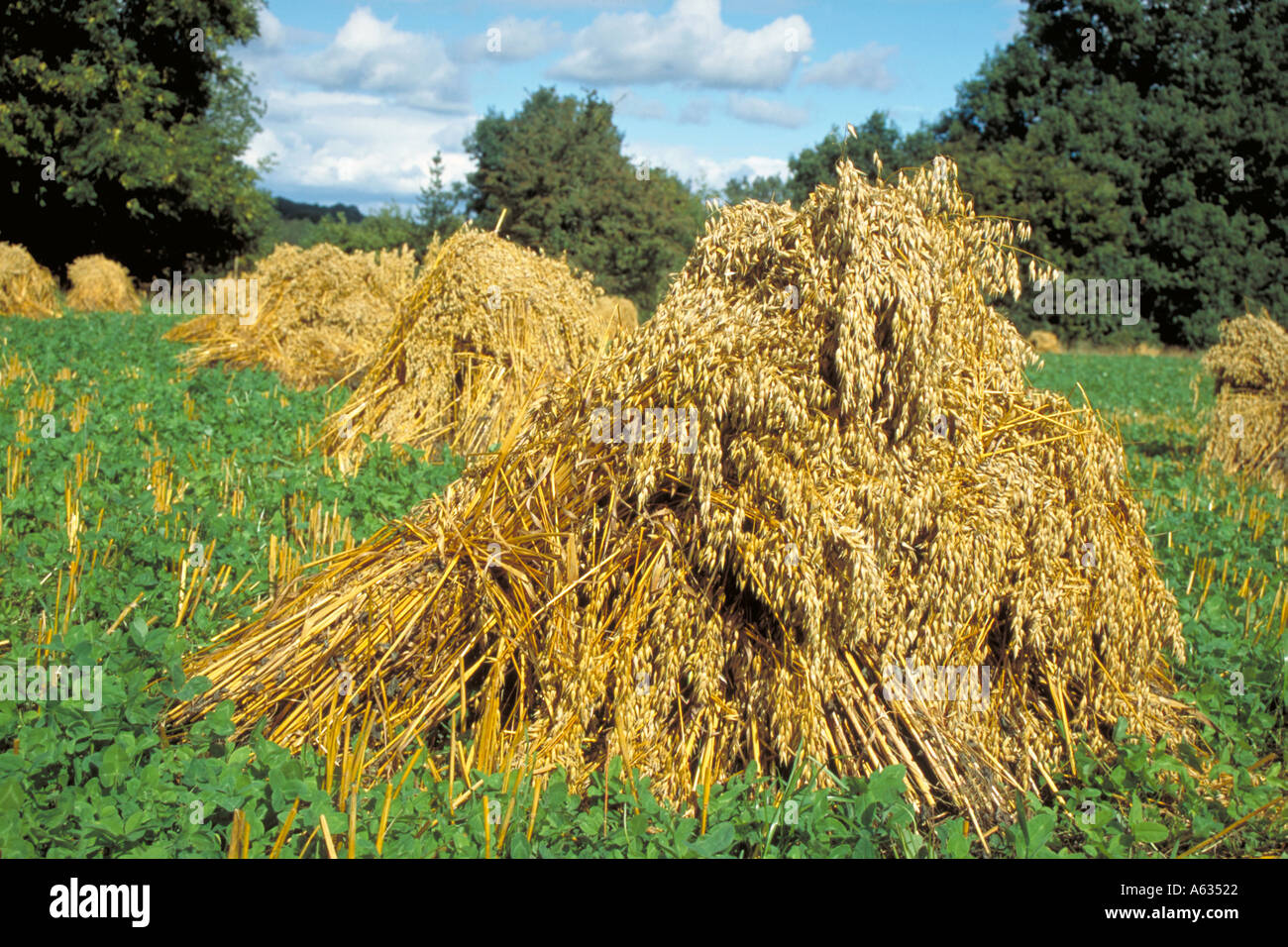 Stooked hi-res stock photography and images - Alamy