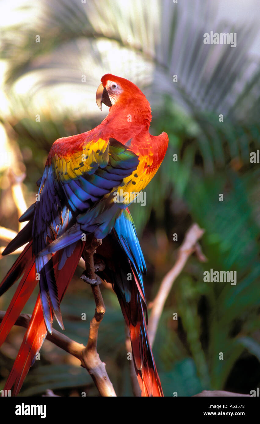 The parrot hi-res stock photography and images - Alamy