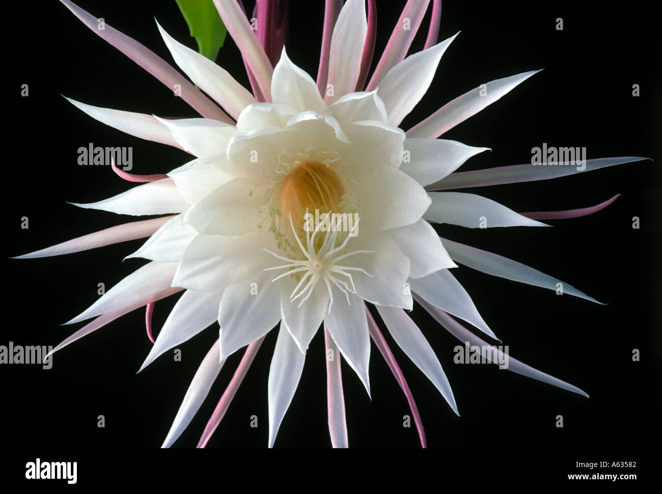 Night Blooming Cereus Cactus detail of flower Stock Photo - Alamy