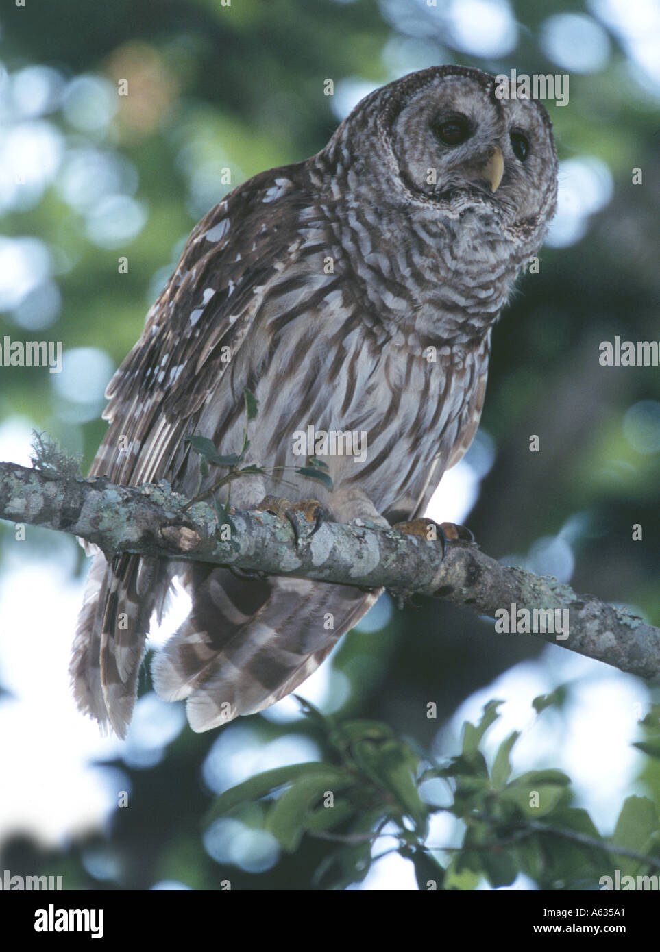Barred Owl on alert in a Louisiana swamp Stock Photo - Alamy