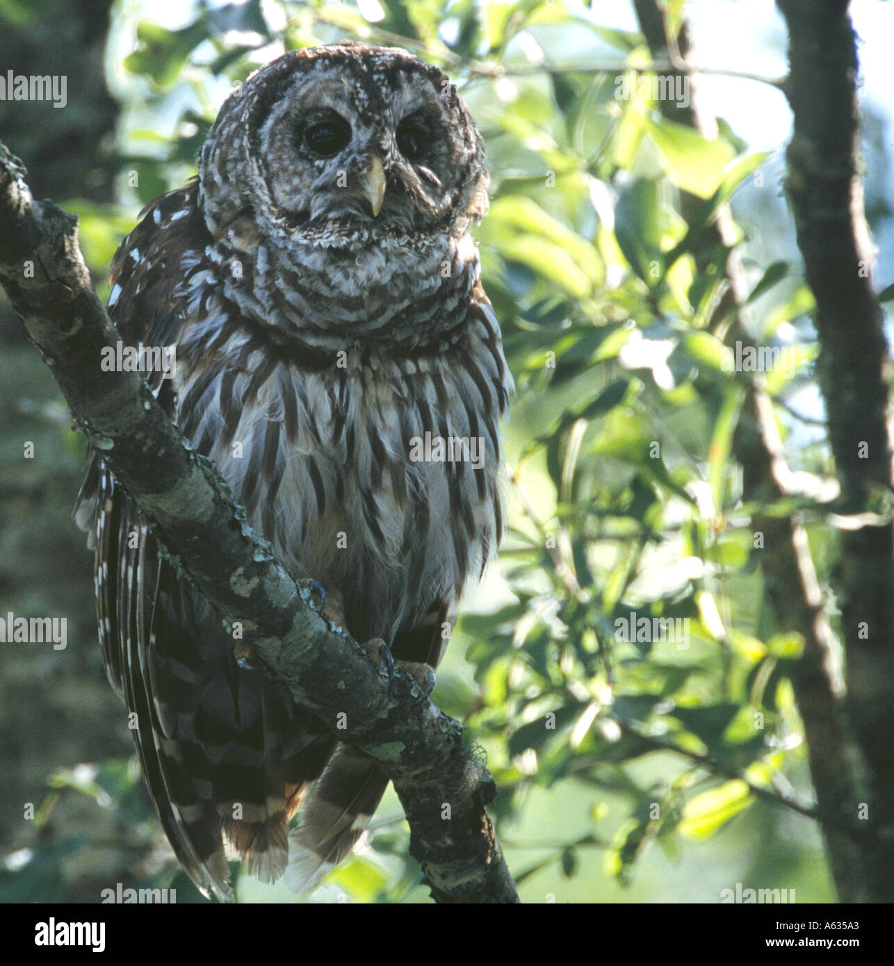 Barrel owl hi-res stock photography and images - Alamy