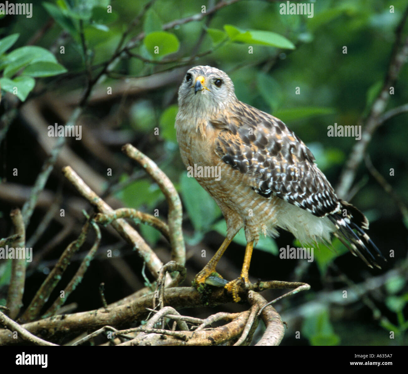 Corkscrew Swamp Sanctuary provides habitat for the Red-shouldered Hawk ...