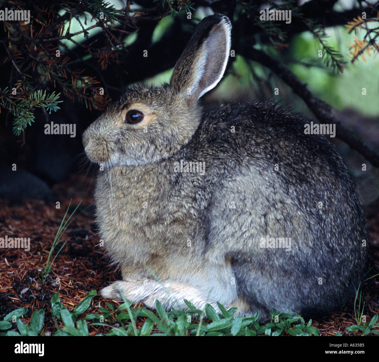 Snow shoe hare hi-res stock photography and images - Alamy