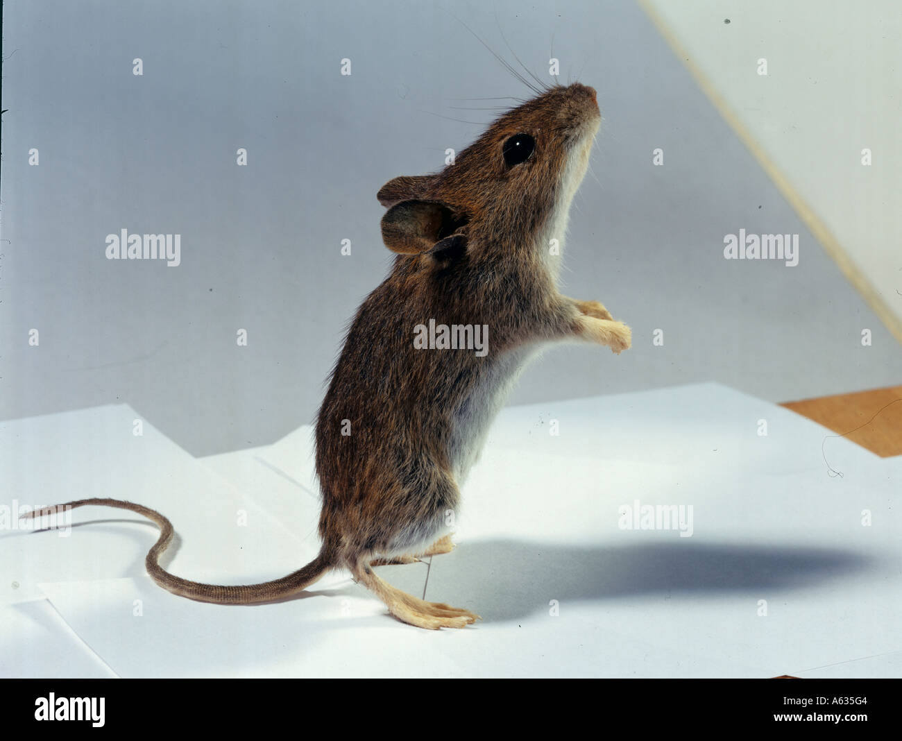 Close-up of mouse standing on hind legs Stock Photo - Alamy