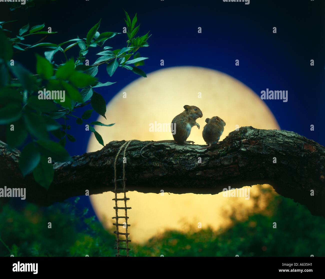 Mice on the moon hi-res stock photography and images - Alamy