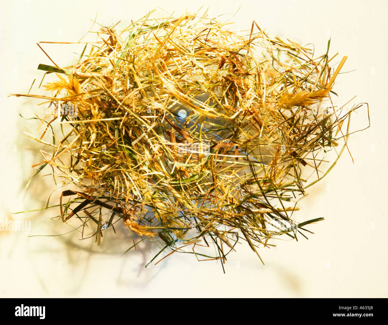 Close up revelation hi-res stock photography and images - Alamy