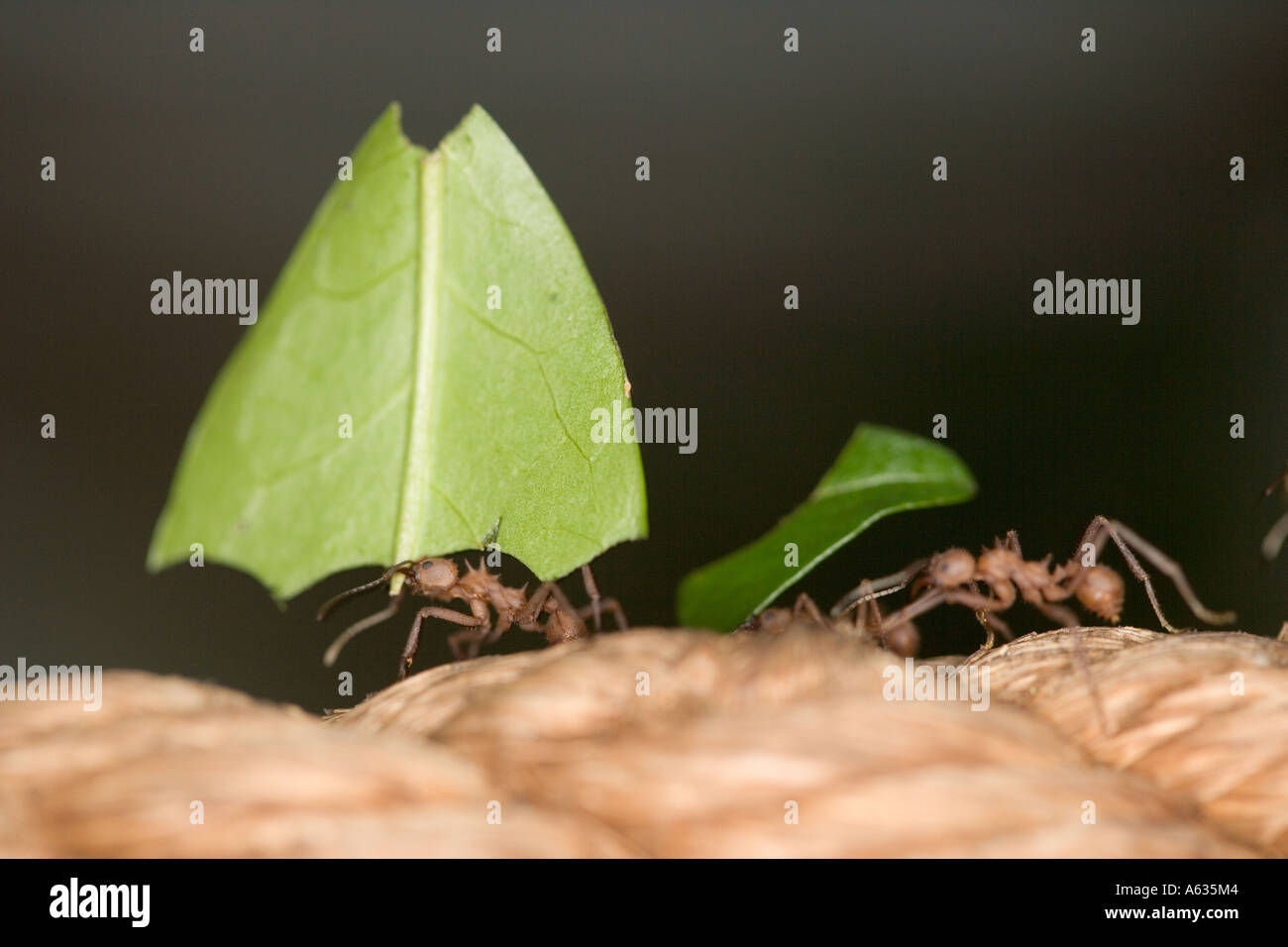 Diligent ants hi-res stock photography and images - Alamy