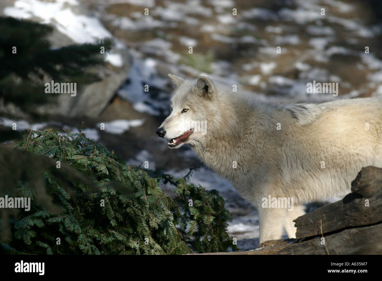 Timber wolf, canis lupus Stock Photo - Alamy