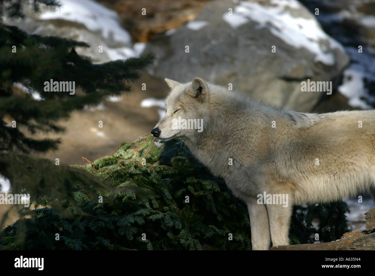 Timber wolf, canis lupus Stock Photo - Alamy