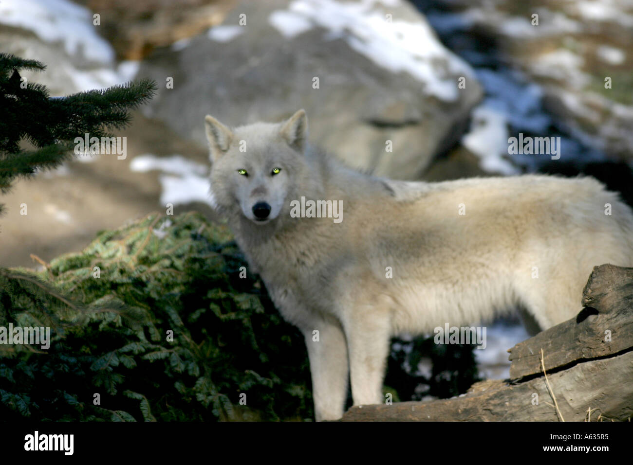 Timber wolf, canis lupus Stock Photo - Alamy