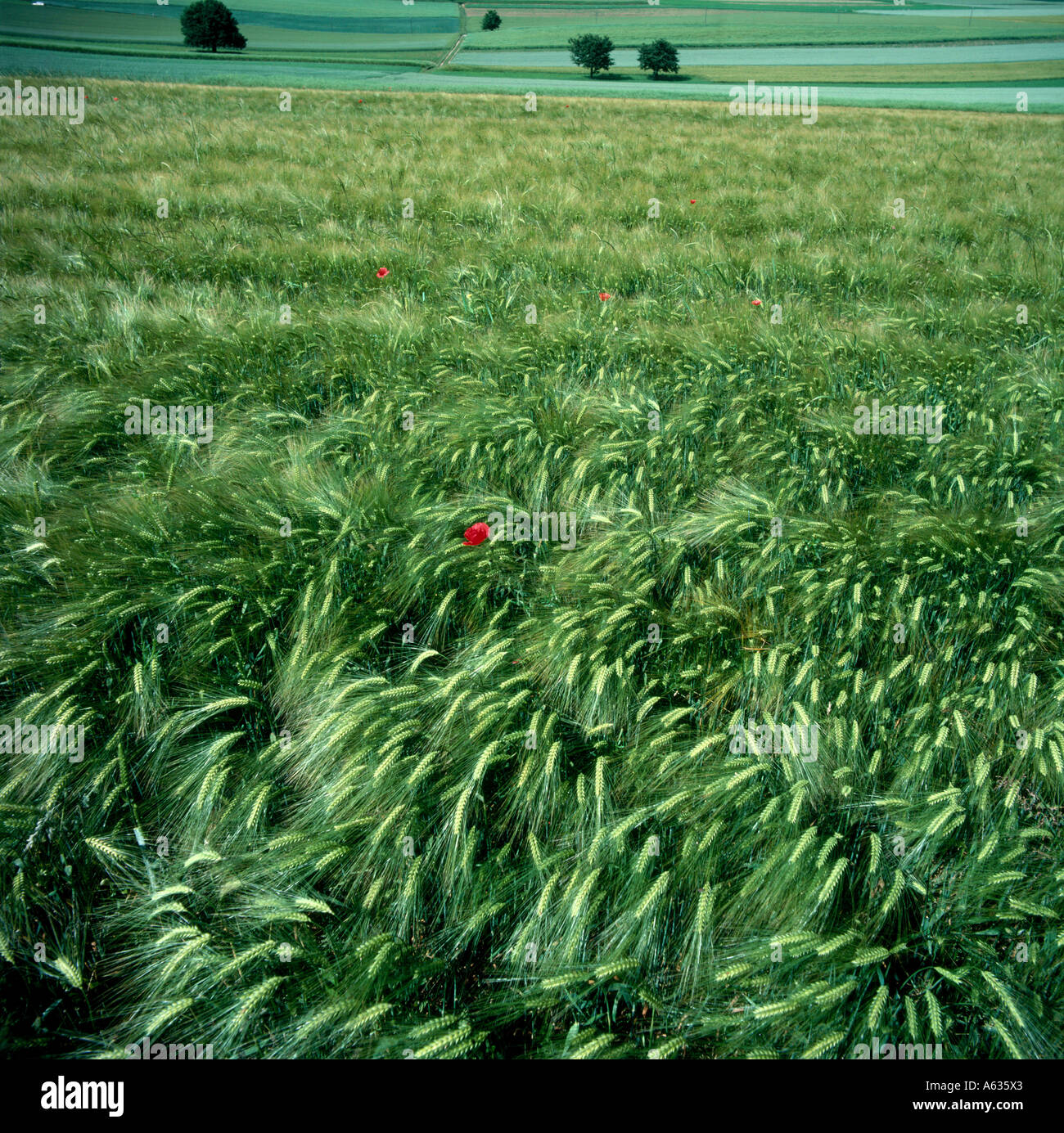 Barley field on rural landscape Stock Photo - Alamy
