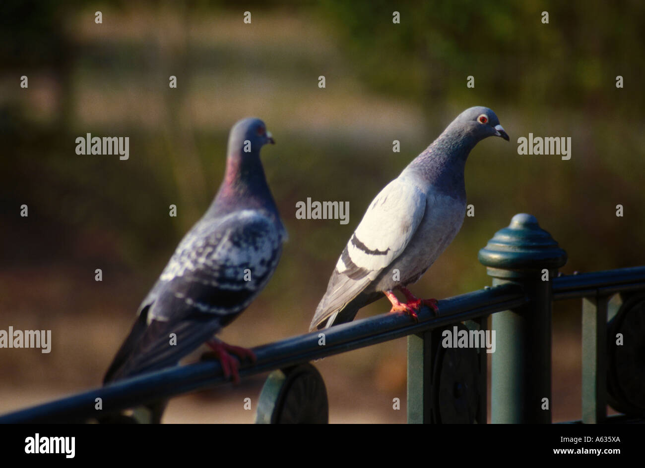 Two doves hi-res stock photography and images - Alamy