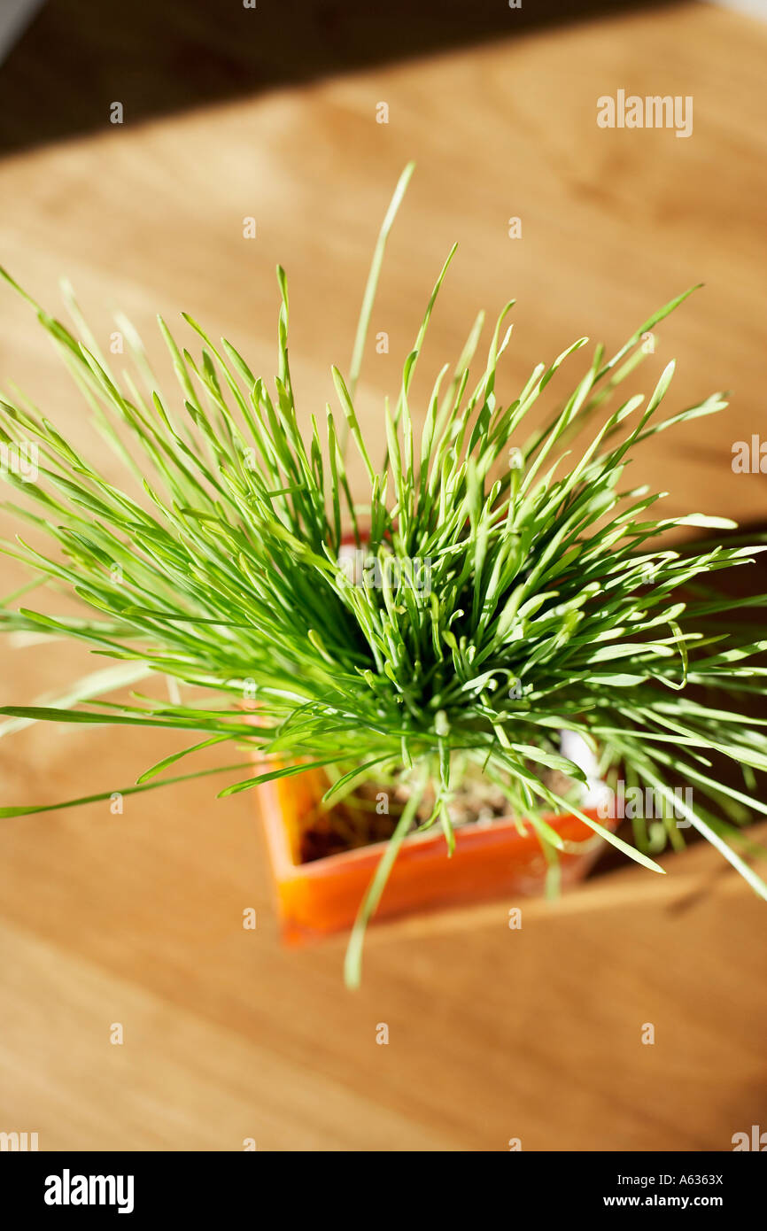Close Up Of Wheatgrass High Resolution Stock Photography and Images - Alamy