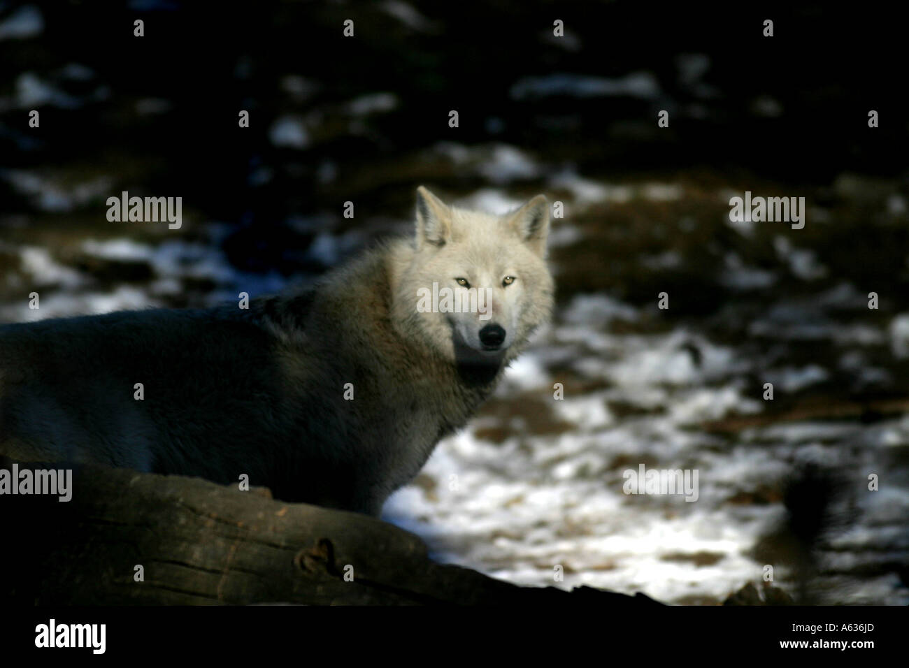 Timber wolf, canis lupus Stock Photo - Alamy