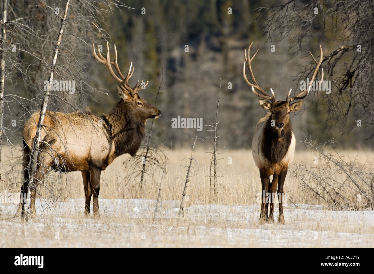 Two Bull Elk Stock Photo - Alamy