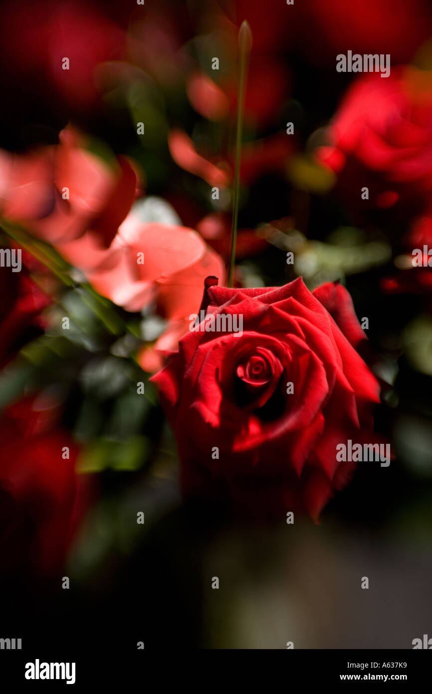 Red roses in vase Stock Photo - Alamy